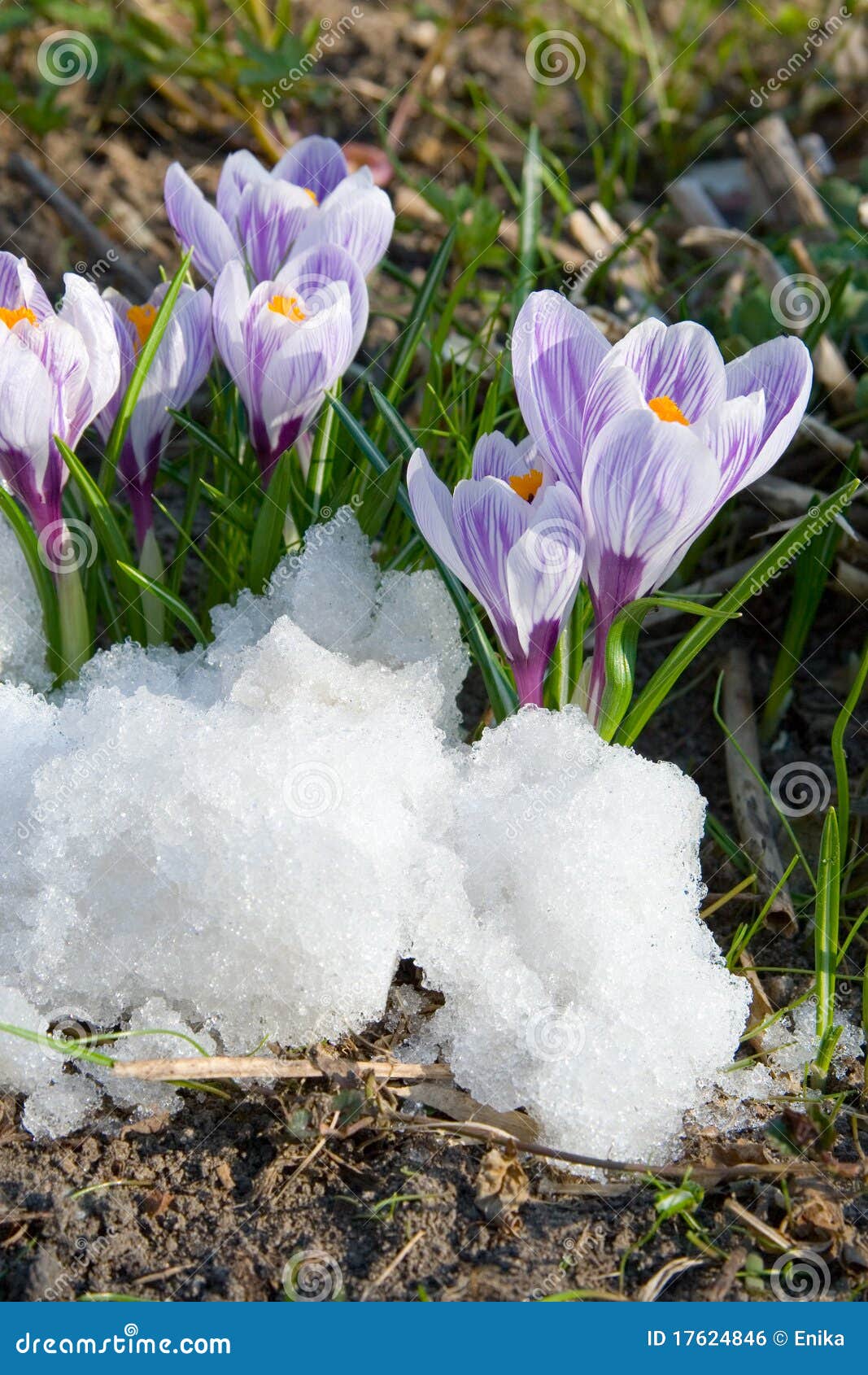 Flowers Purple Crocus in the Snow Stock Photo - Image of green, plant ...