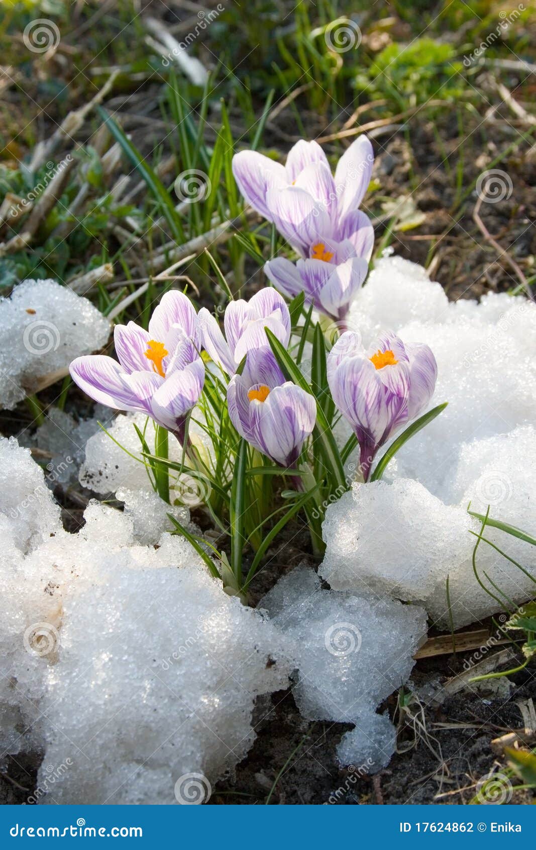 Flowers Purple Crocus in the Snow Stock Photo - Image of garden, flower ...