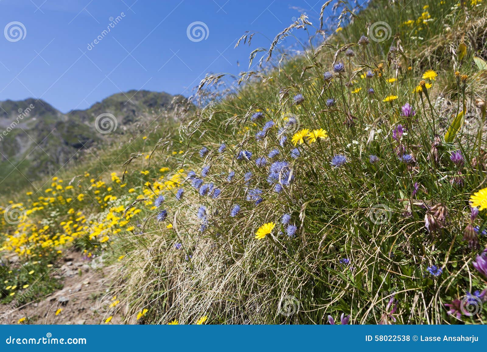 Flowers of the Pyrenees stock photo. Image of people - 58022538