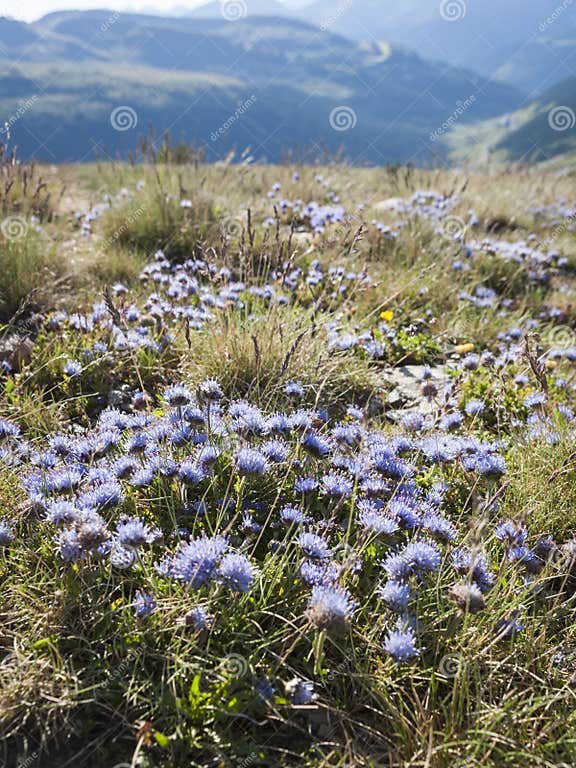 Flowers of the Pyrenees stock photo. Image of flowers - 64156616