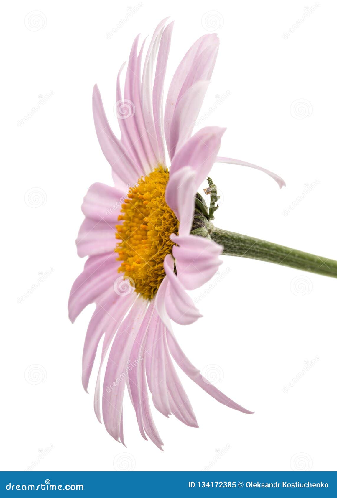 Flowers of Pyrethrum, Isolated on White Background Stock Image - Image ...