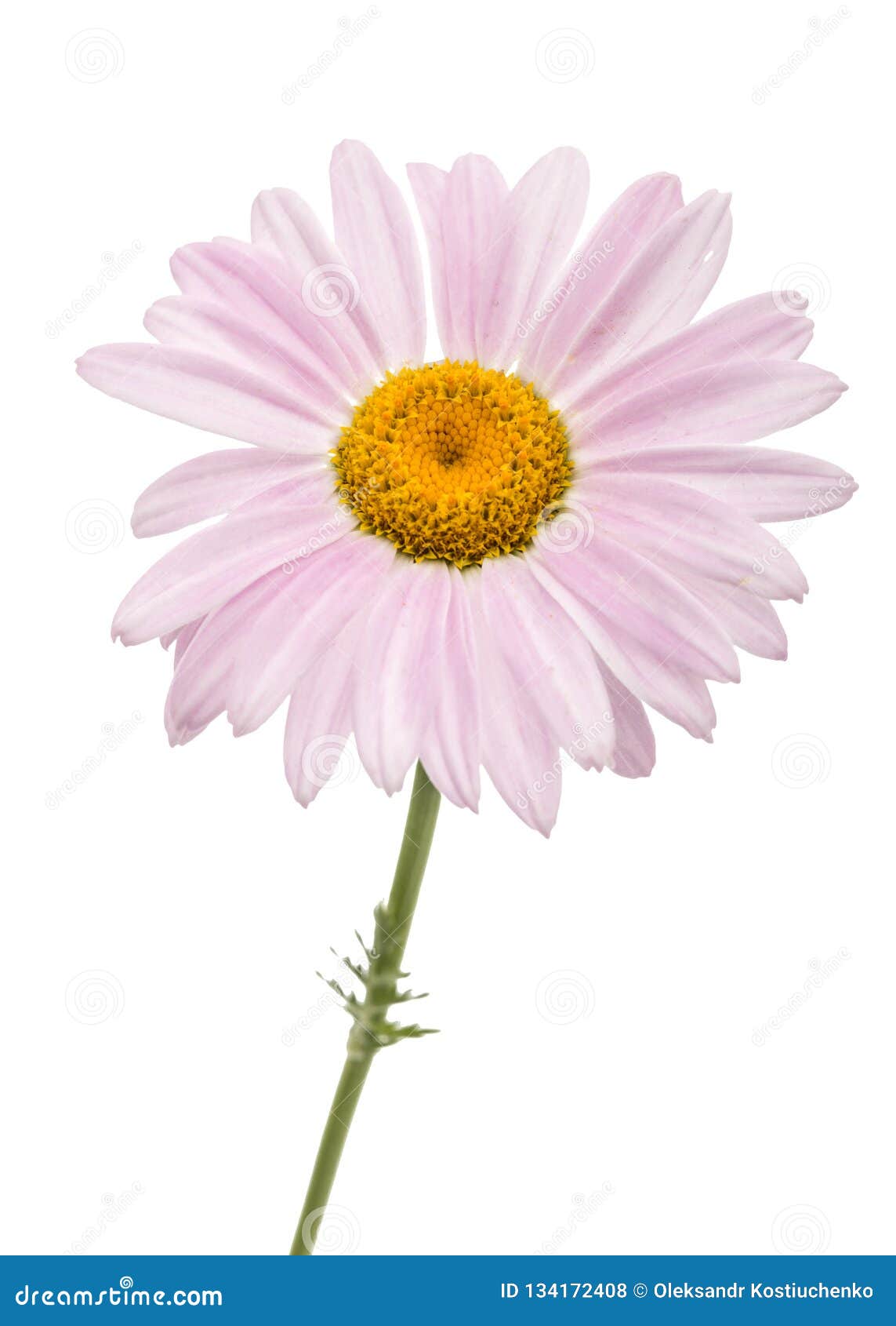 Flowers of Pyrethrum, Isolated on White Background Stock Photo - Image ...