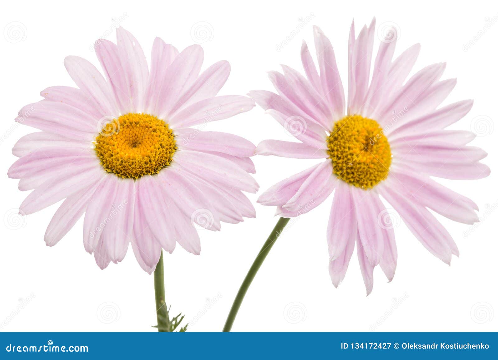 Flowers of Pyrethrum, Isolated on White Background Stock Image - Image ...