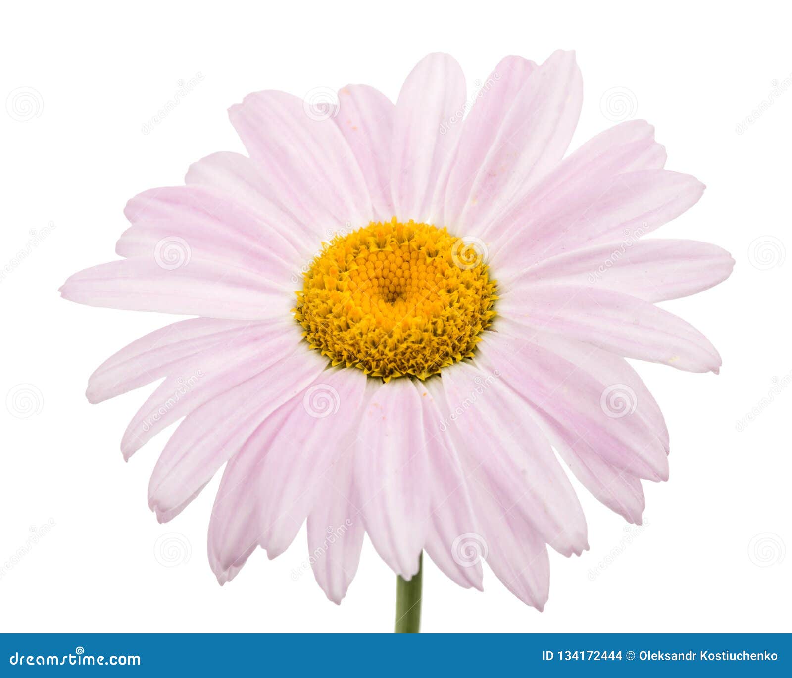 Flowers of Pyrethrum, Isolated on White Background Stock Photo - Image ...
