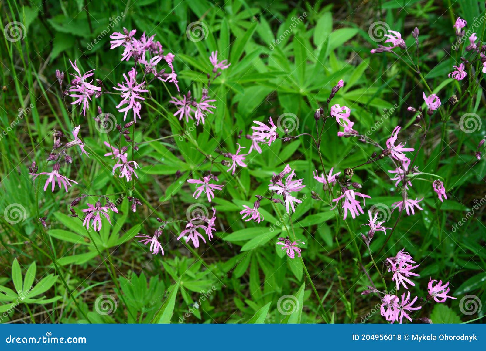 Flowers of Ragged Robin, Lychnis Flos-cuculi Stock Photo - Image of ...