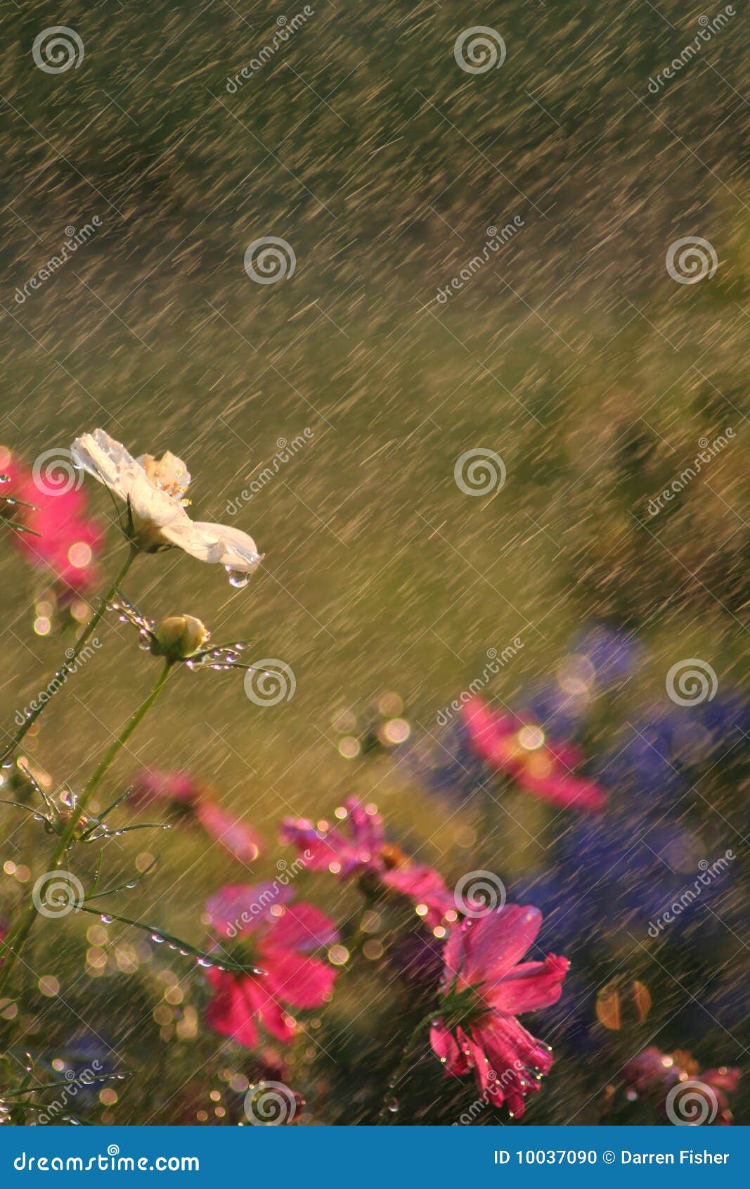 Flowers in the Rain stock photo. Image of bunch, damp - 10037090