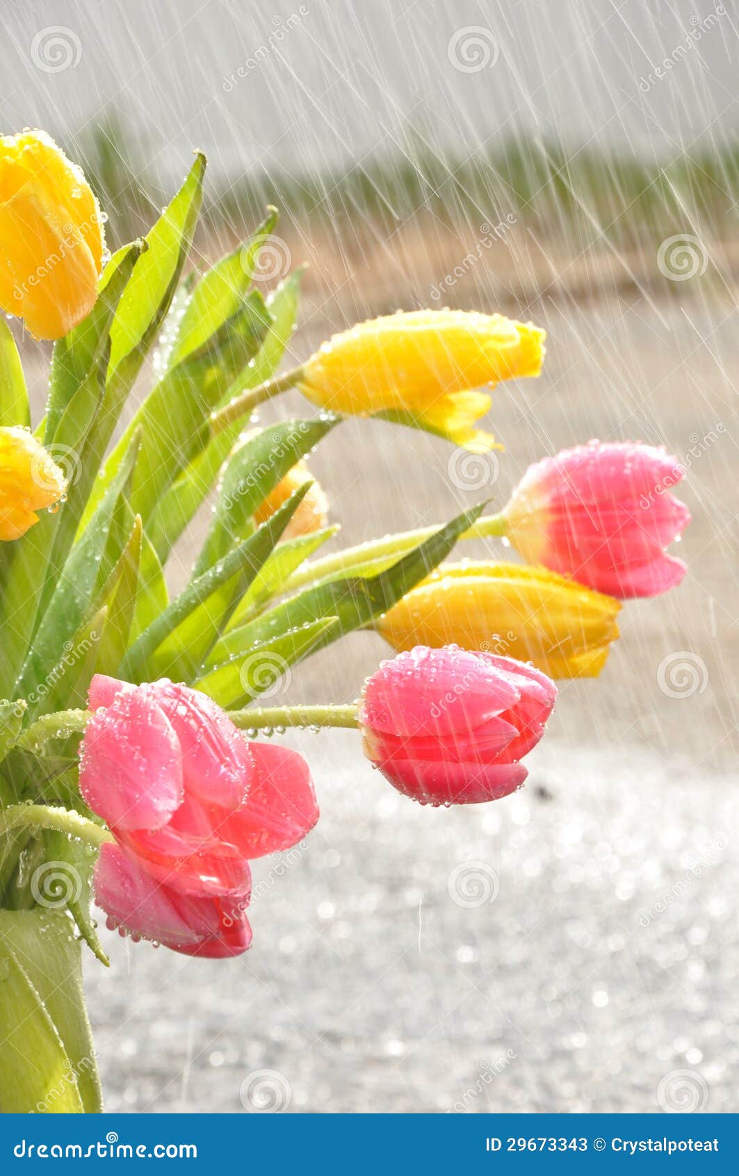 Flowers in the Rain stock image. Image of nature, petal - 29673343