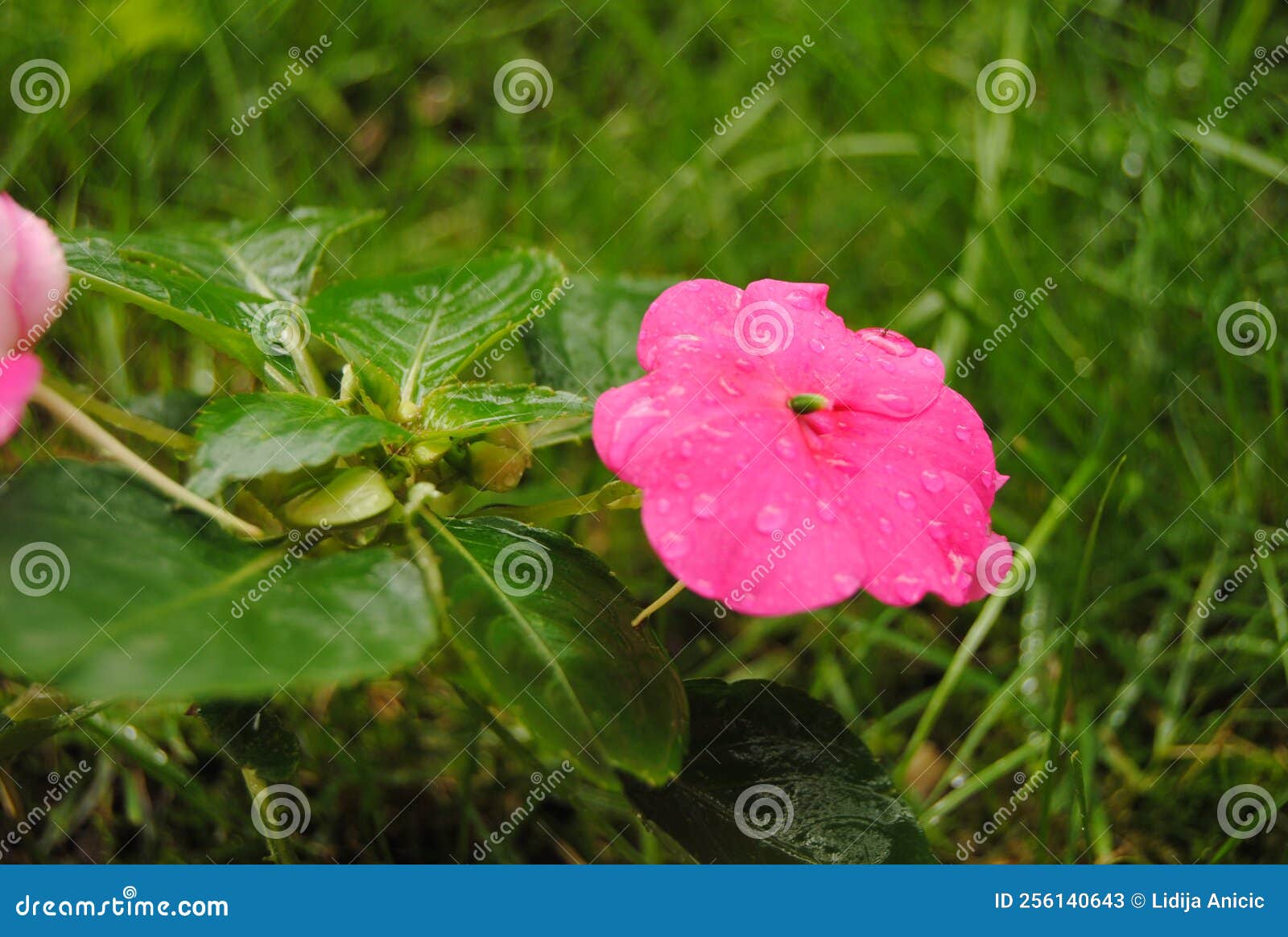 Pink flower in the rain stock image. Image of rain, withrain - 256140643