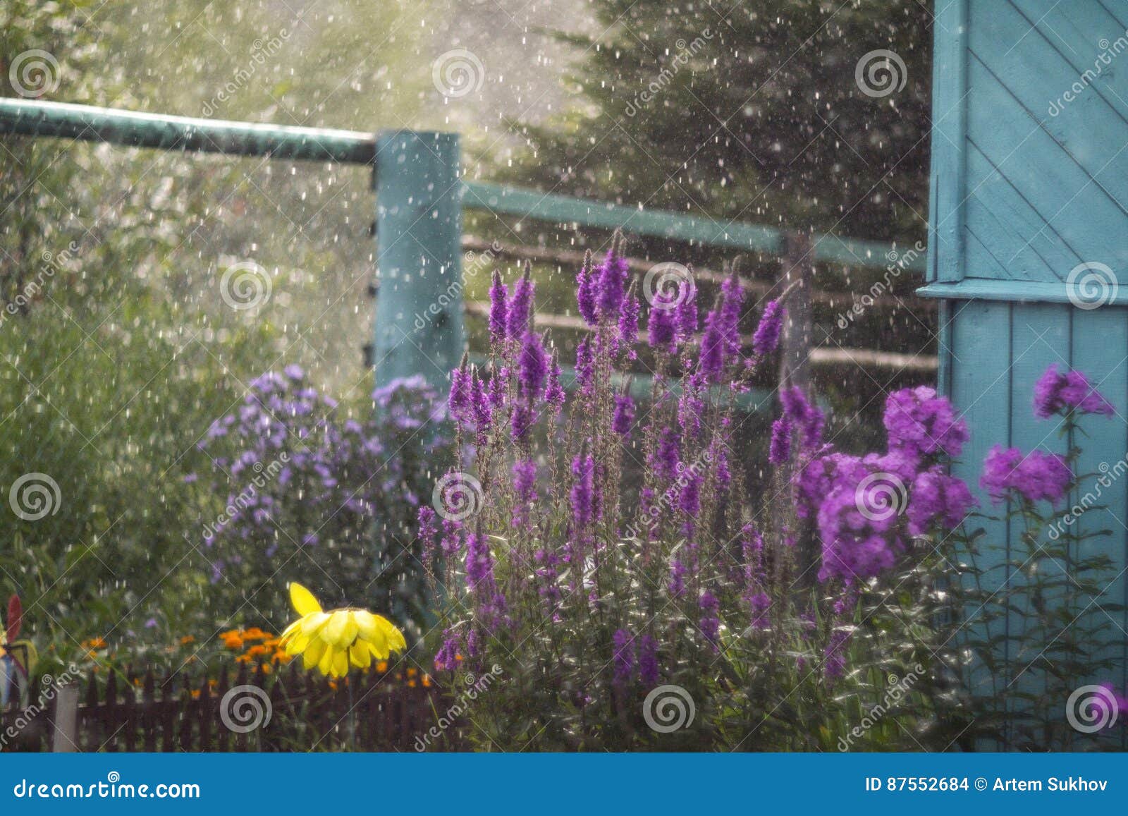 Flowers in the rain stock photo. Image of nature, flower - 87552684