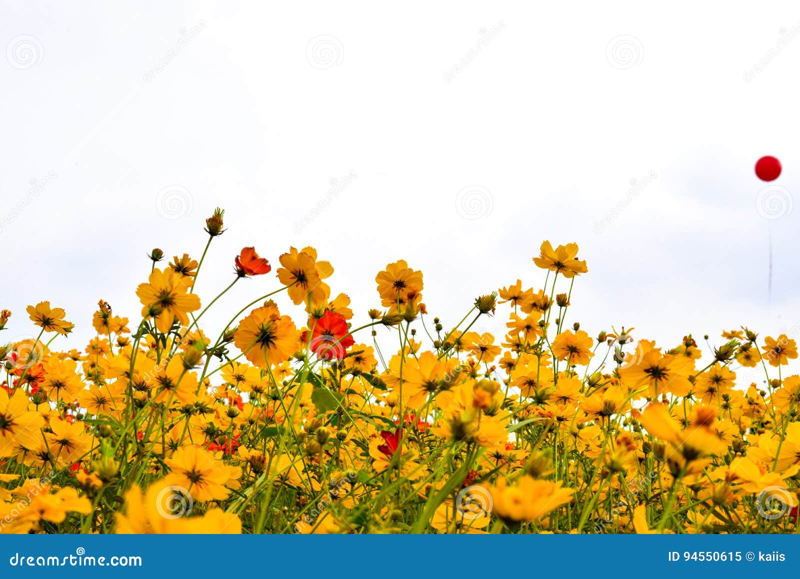 Flowers stock image. Image of bollon, floral, dasiy, balloon - 94550615
