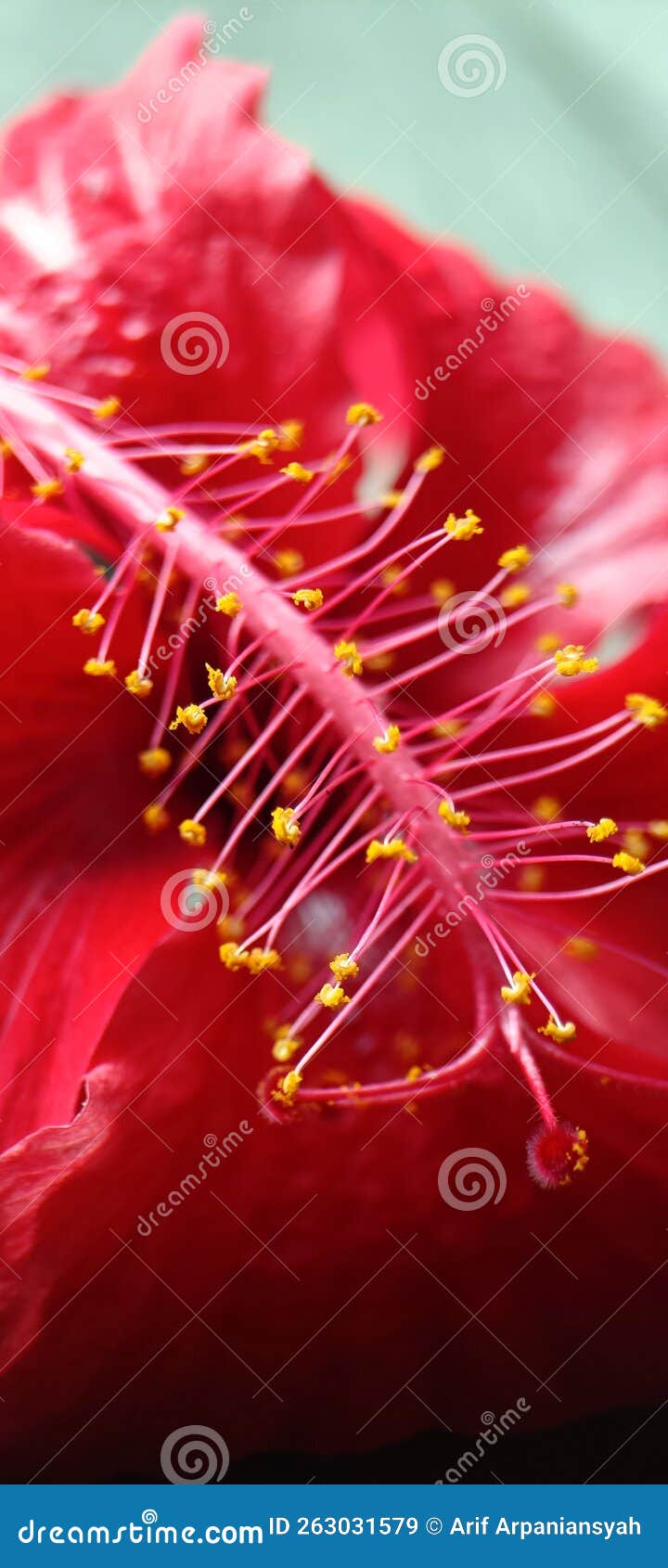 Flowers are Red with a Bit of Yellow at the Tips Stock Image - Image of ...