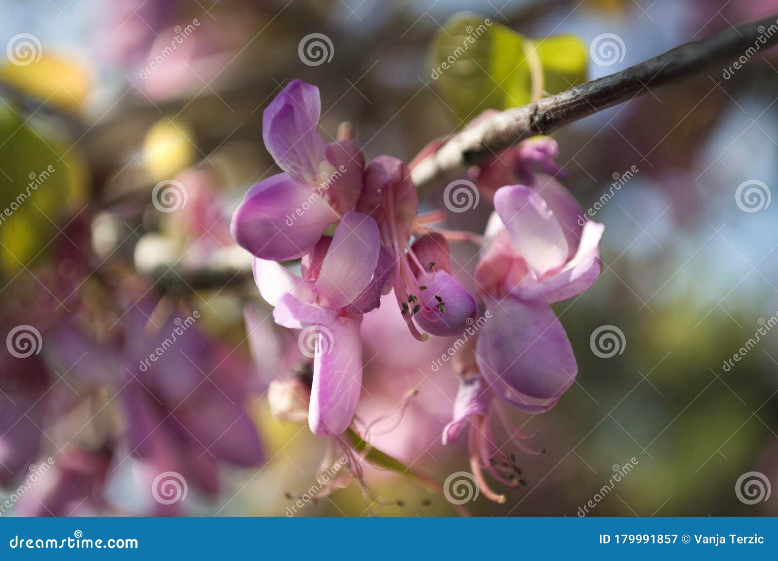 The Flowers of Red Bud Tree , Judas Tree , Cercis Canadensis in the ...