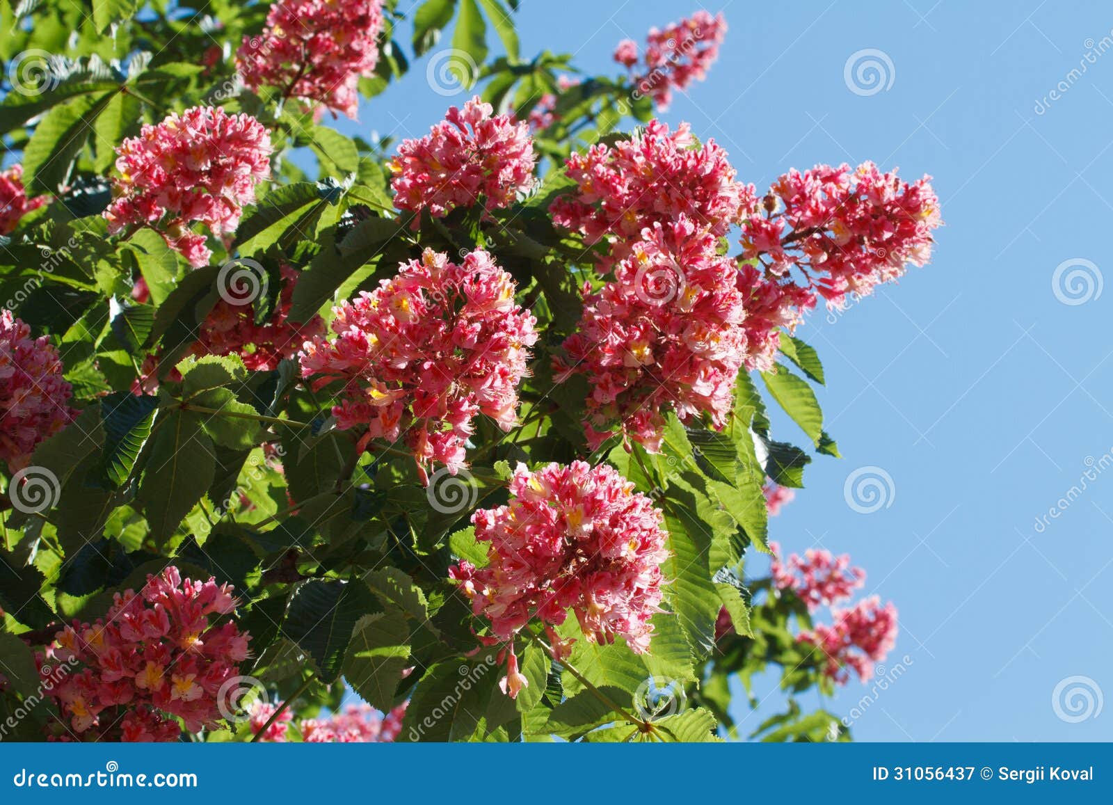 Flowers Red Chestnut Closeup Stock Image - Image of flower, aesculus ...