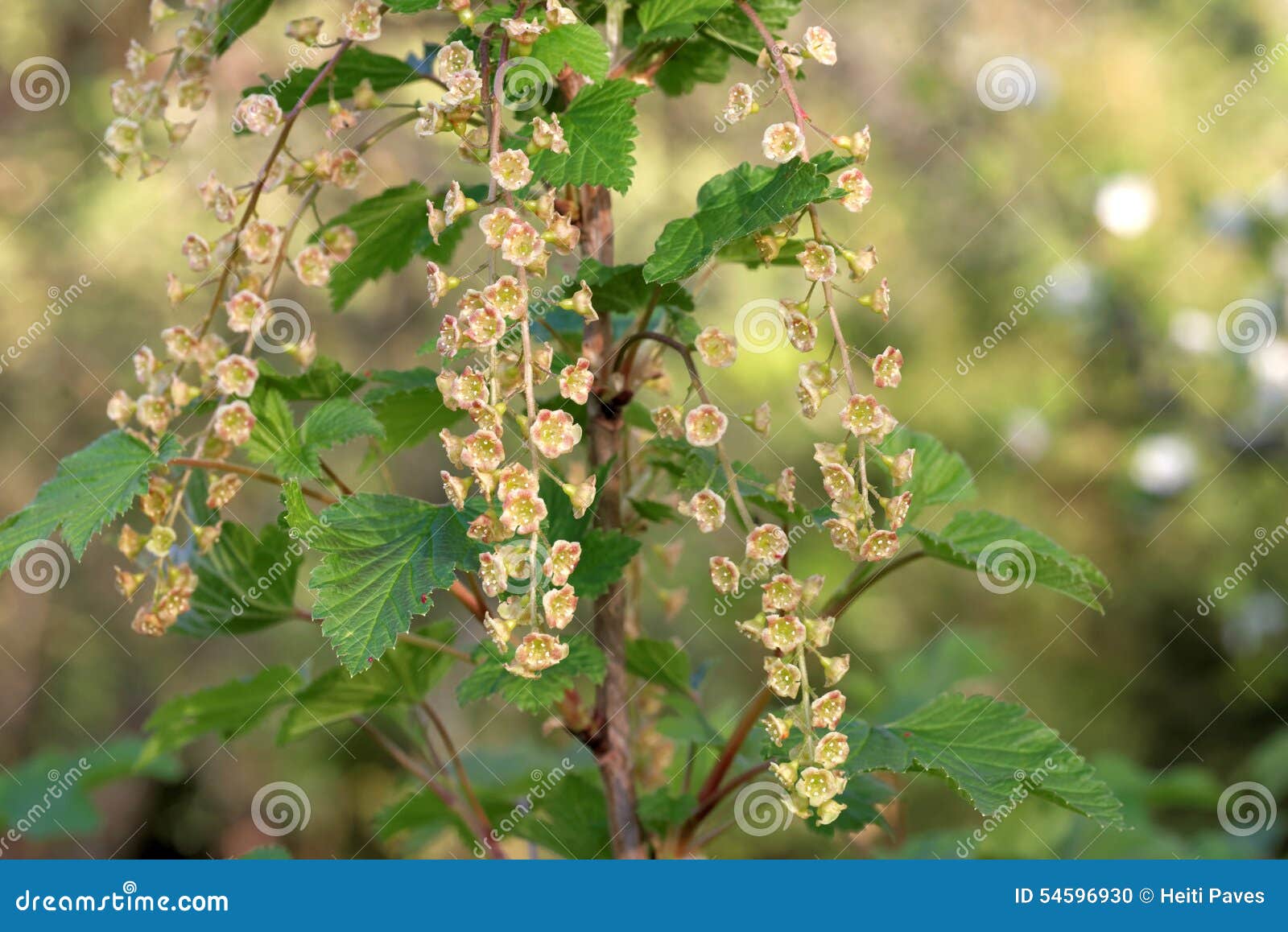 Flowers of red currant stock photo. Image of ribes, hair - 54596930