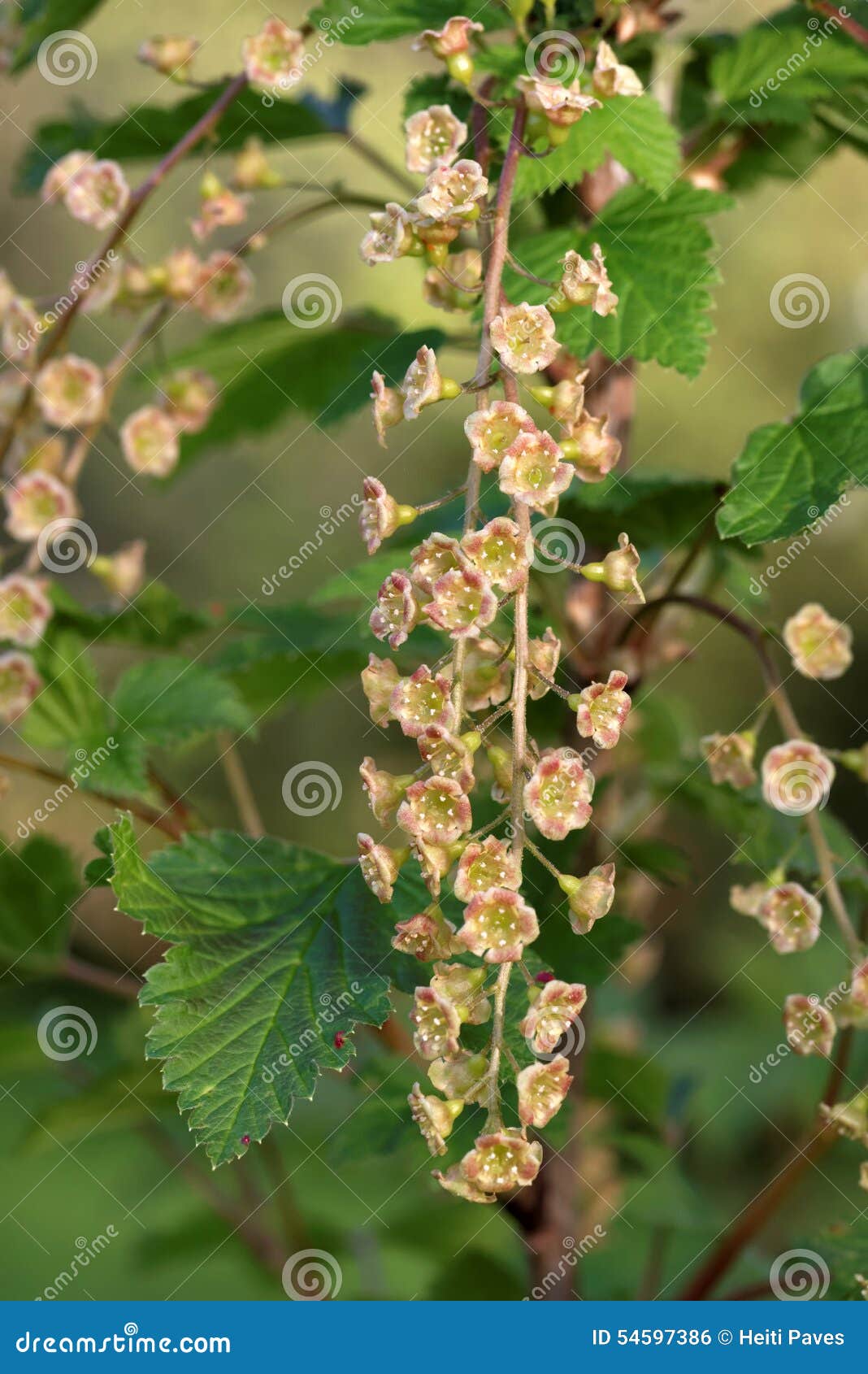 Flowers of red currant stock photo. Image of flower, ribes - 54597386