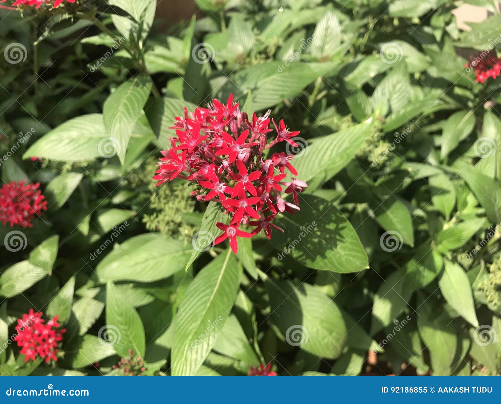 Flowers stock image. Image of leaf, group, flowers, green - 92186855