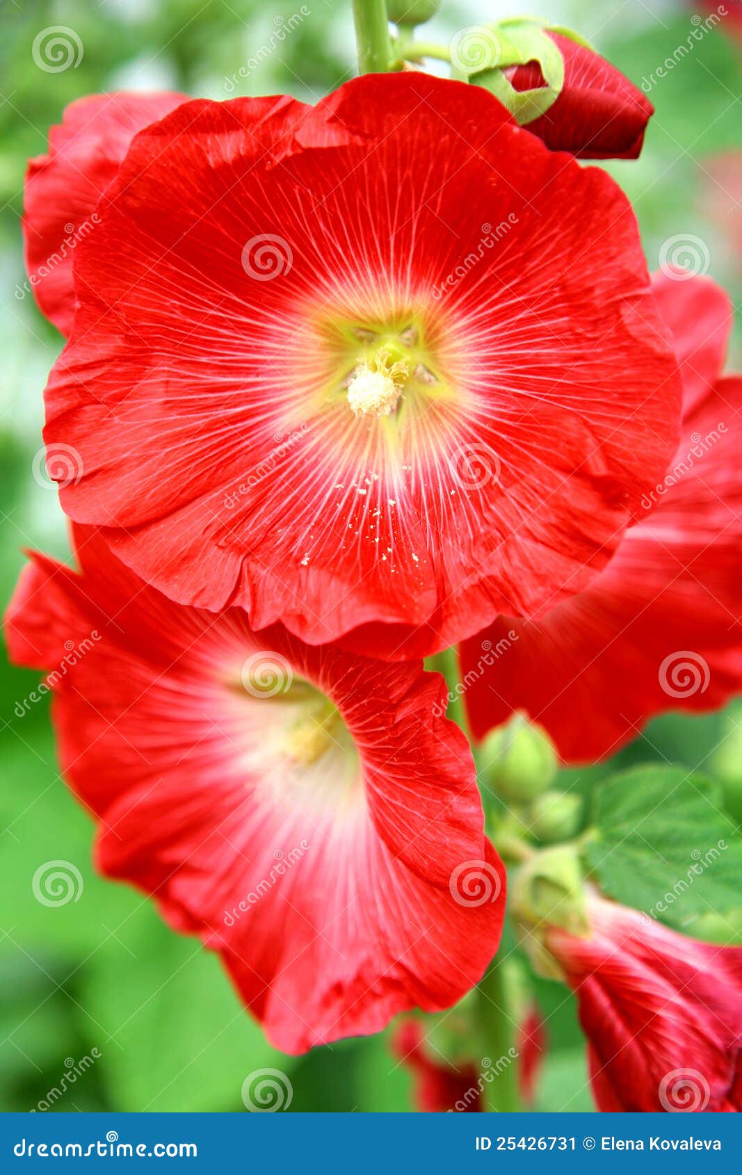 Flowers of red mallow stock image. Image of plants, pretty - 25426731