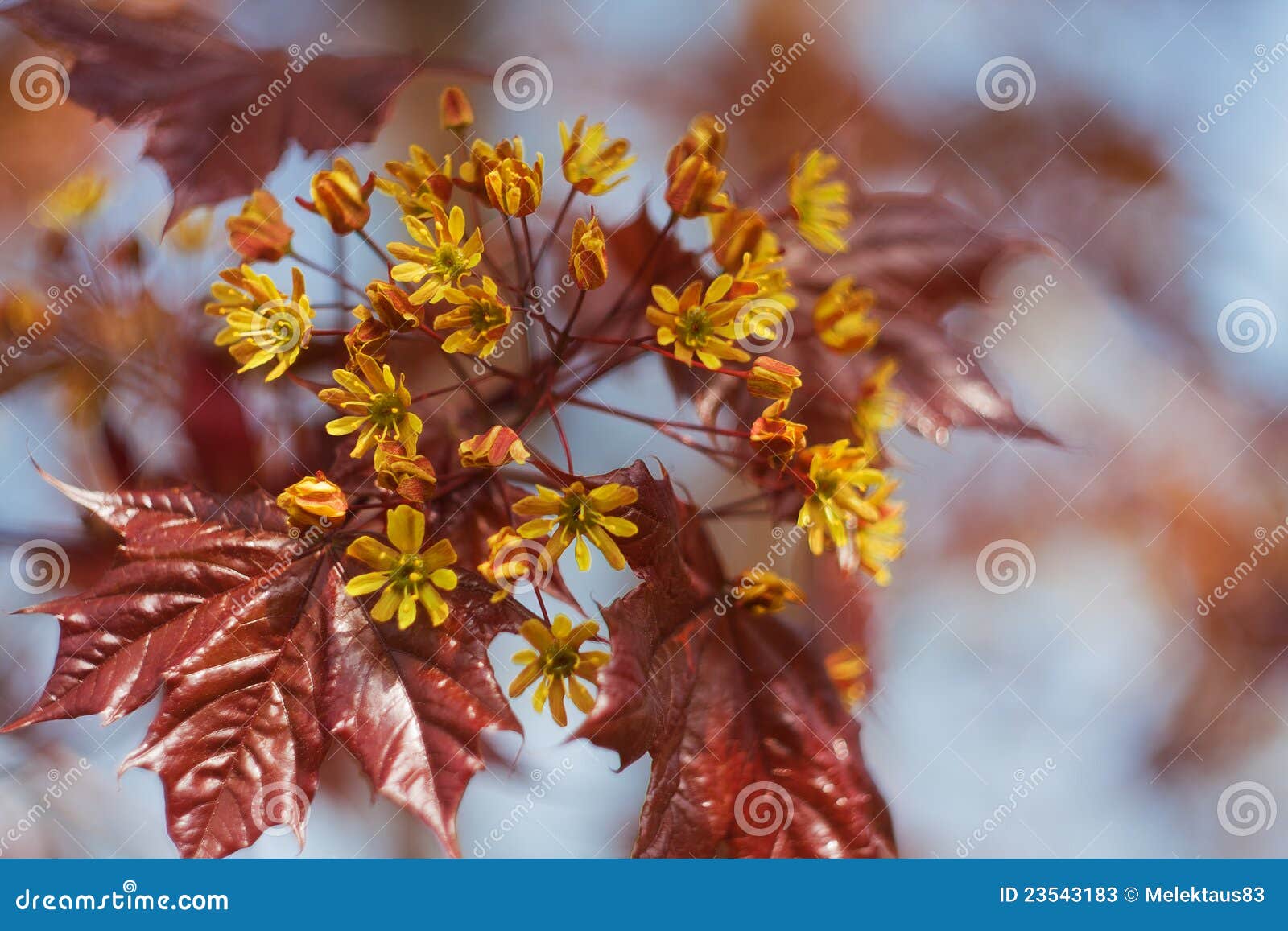 Flowers of a red maple stock image. Image of leaf, sheet - 23543183