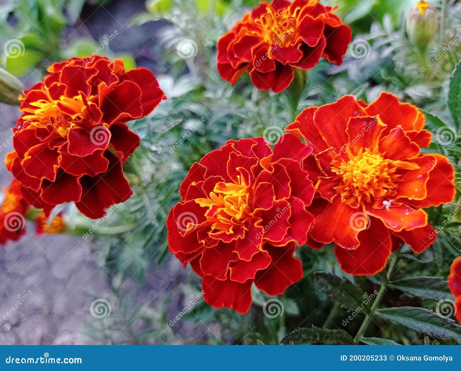 Flowers Red Marigolds in the Garden. Stock Image - Image of herb, rose ...