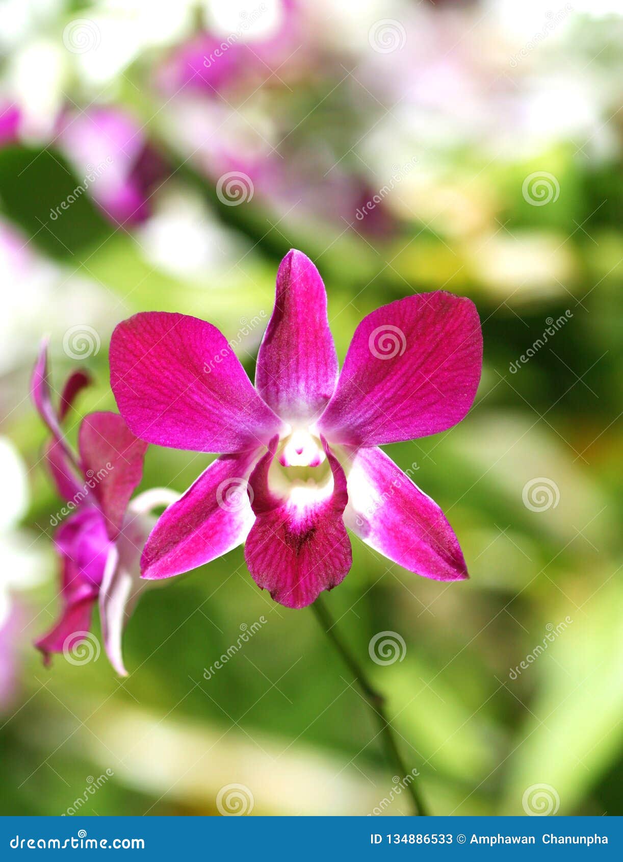 Flowers Red Orchid Blooming,Dendrobium Stock Image - Image of macro ...