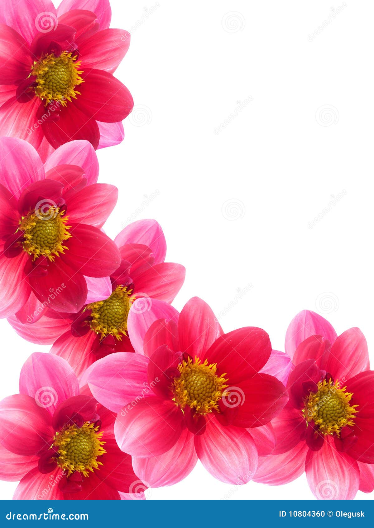 Flowers with red petals stock photo. Image of garden - 10804360