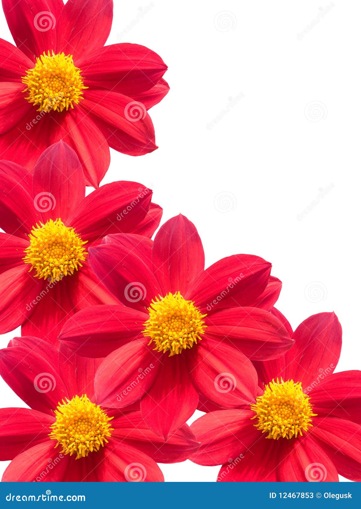Flowers red petals stock image. Image of ornament, border - 12467853