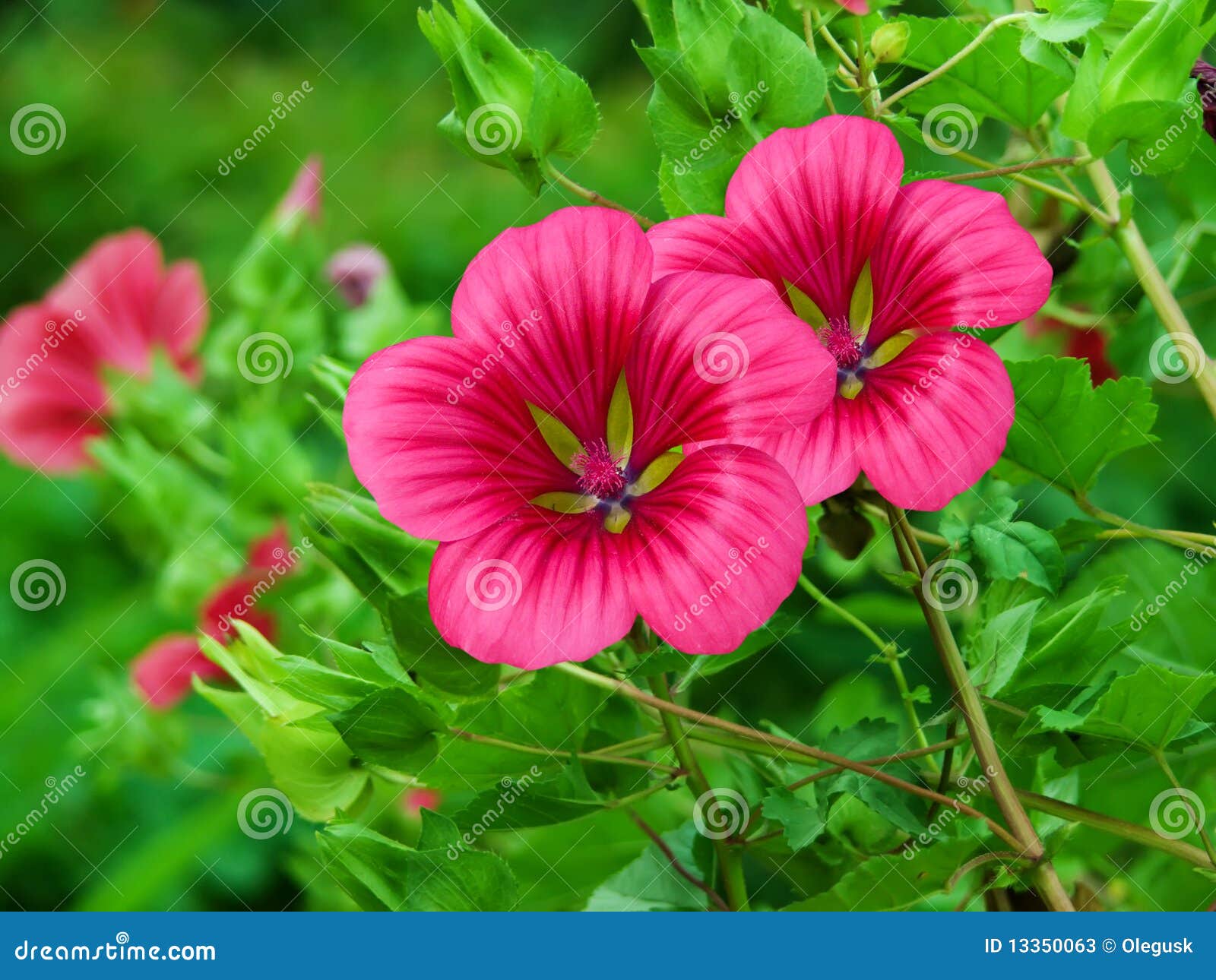 Flowers red petals stock image. Image of stalk, leaves - 13350063