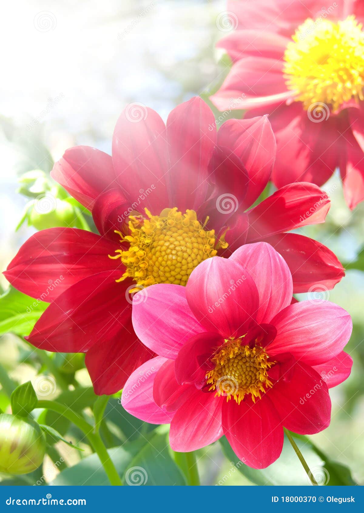 Flowers red petals stock photo. Image of flowers, flora - 18000370