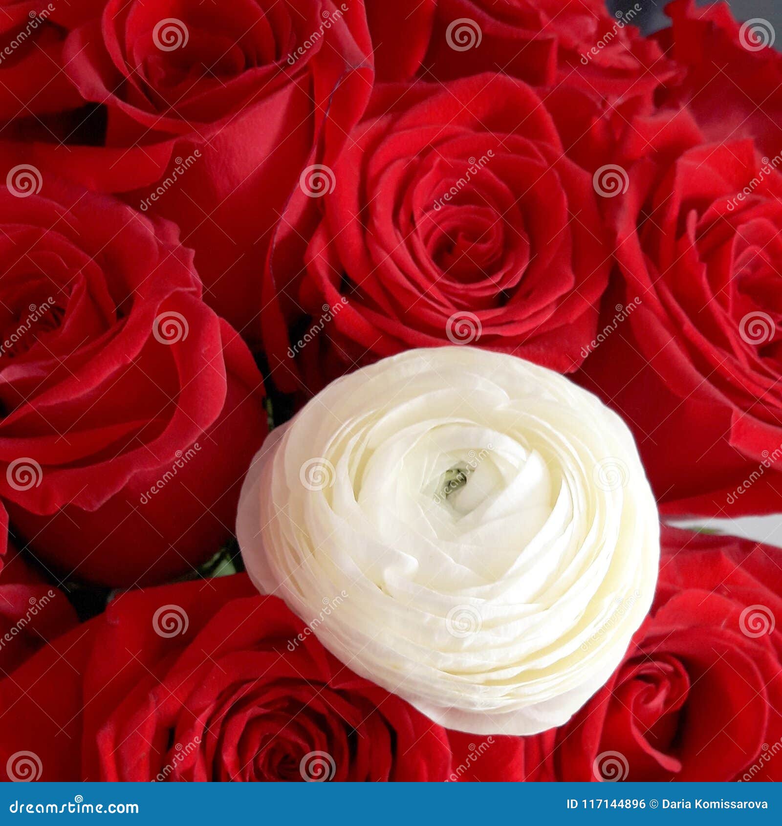 Flowers stock photo. Image of ranunculus, roses, beautiful - 117144896