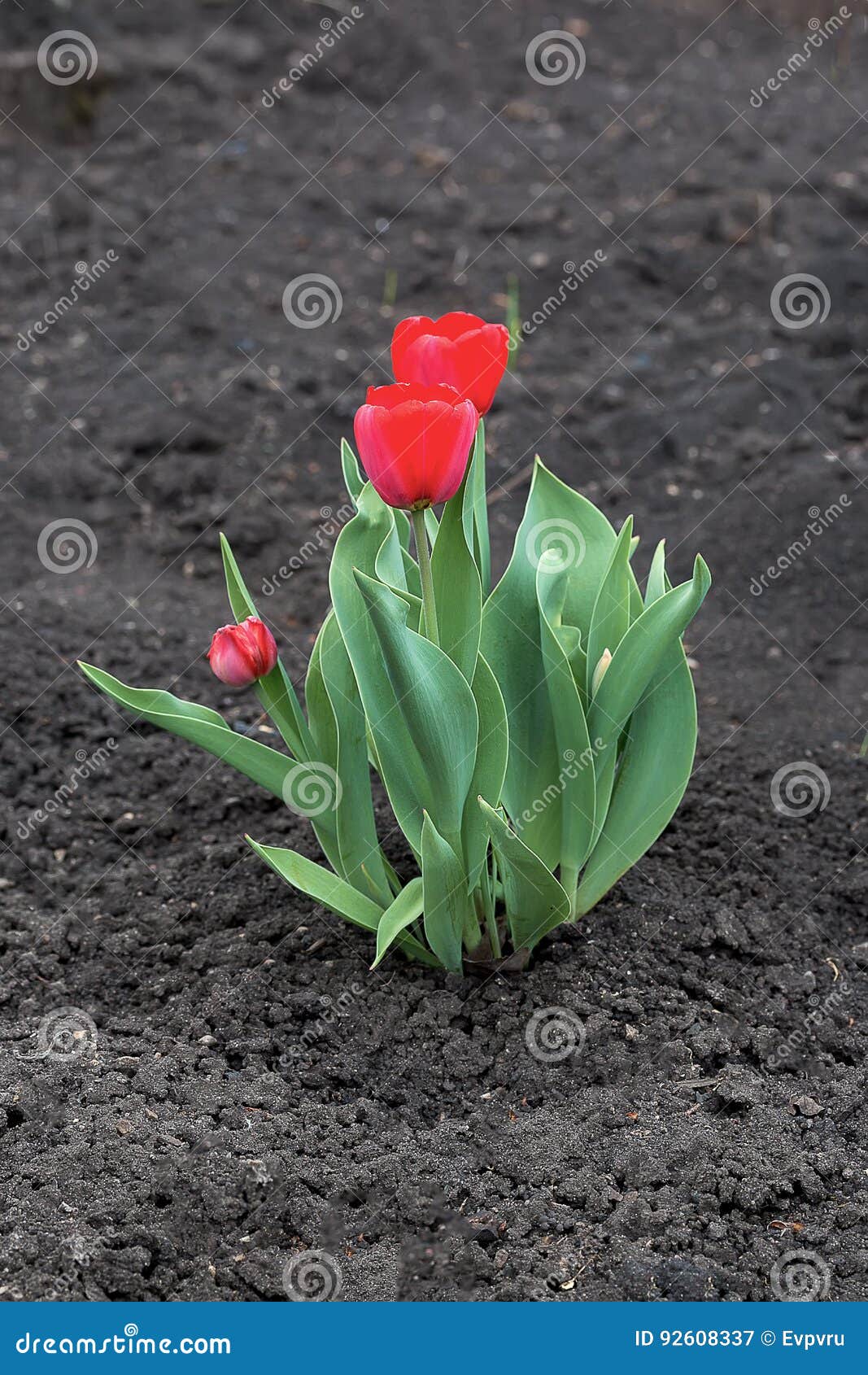 Flowers Red Tulip Grows on the Ground Stock Image - Image of plant ...