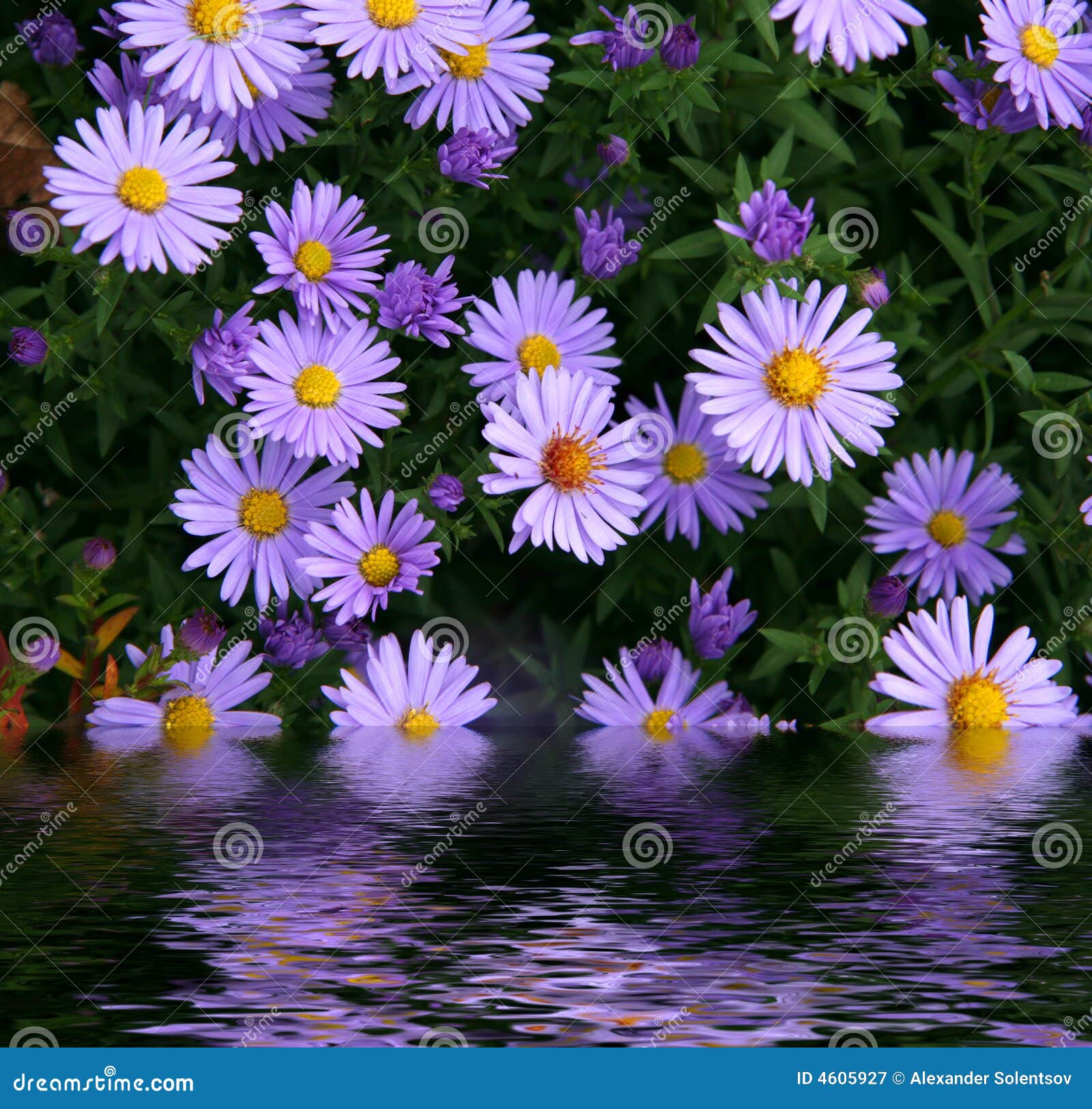 Flowers reflected in water stock image. Image of leaves - 4605927