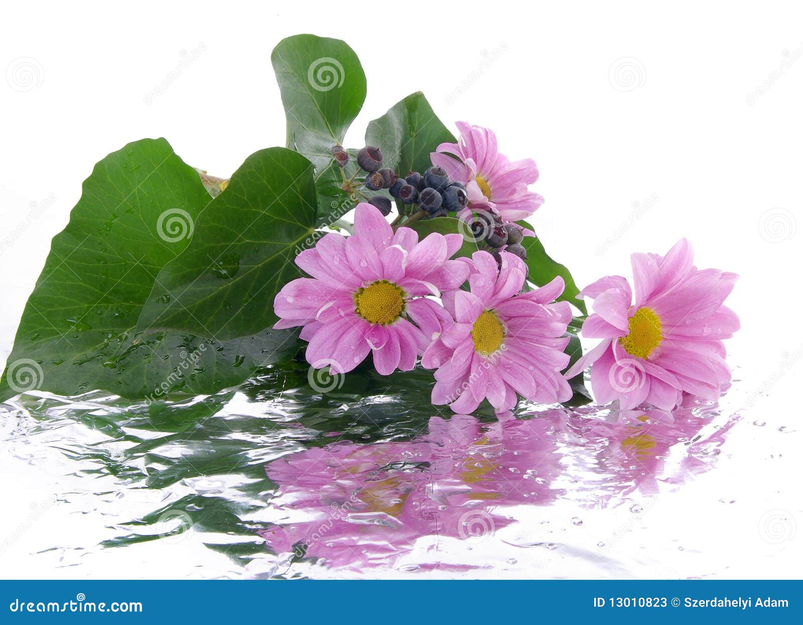 Flowers with reflection stock image. Image of gerbera - 13010823
