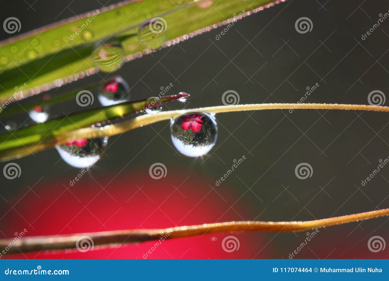 Dew and flower stock photo. Image of macrophotography - 117074464