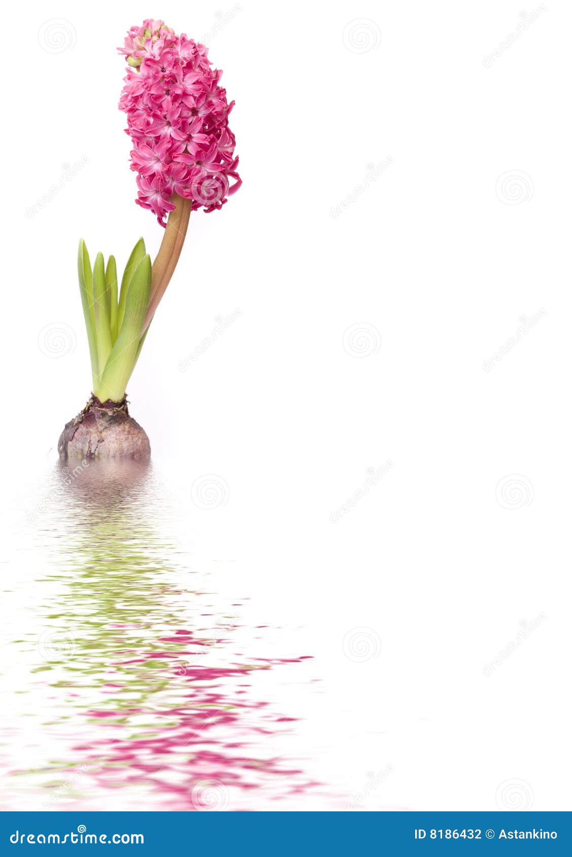 Flowers and Reflection Over White Stock Photo - Image of happy ...