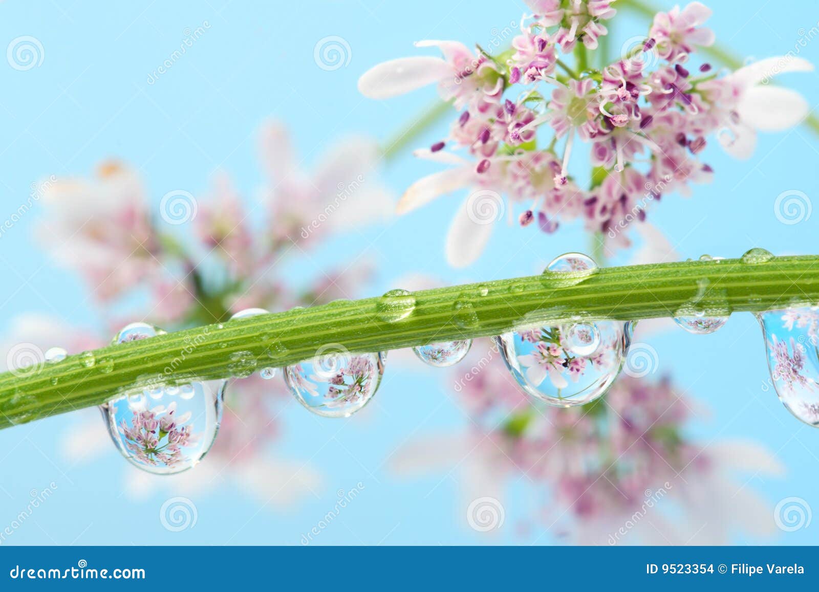 Flowers Reflection on Water-drop Stock Photo - Image of gardening ...