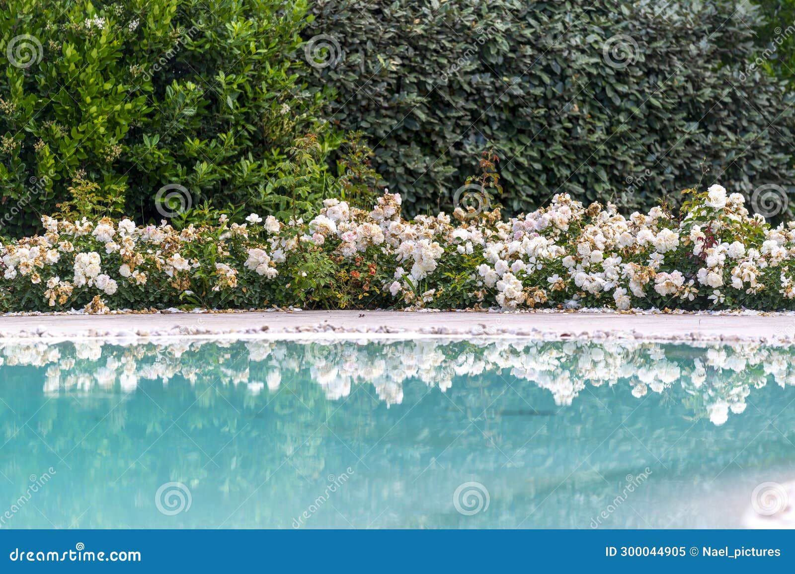 Flowers Reflections at the Surface of a Swimming Pool Stock Image ...