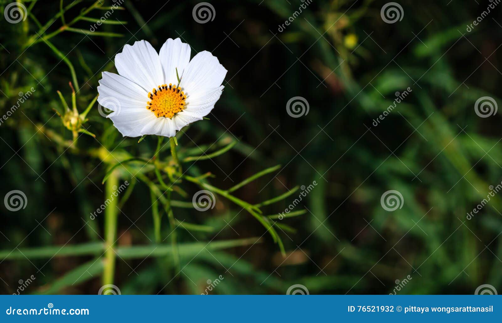 Flowers is Refreshing and Beautiful. Stock Photo - Image of yellow ...