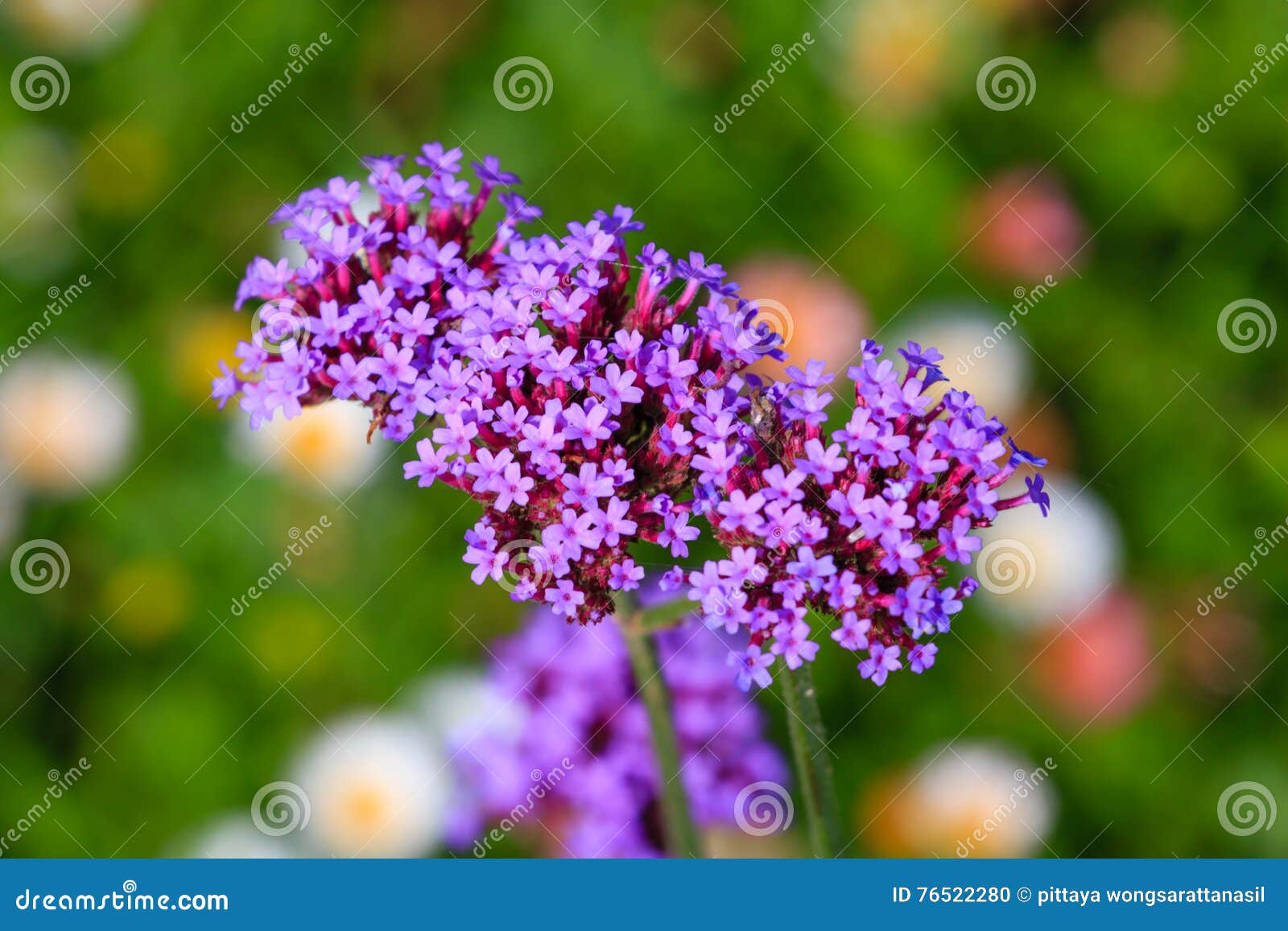Flowers is Refreshing and Beautiful. Stock Photo - Image of beautiful ...