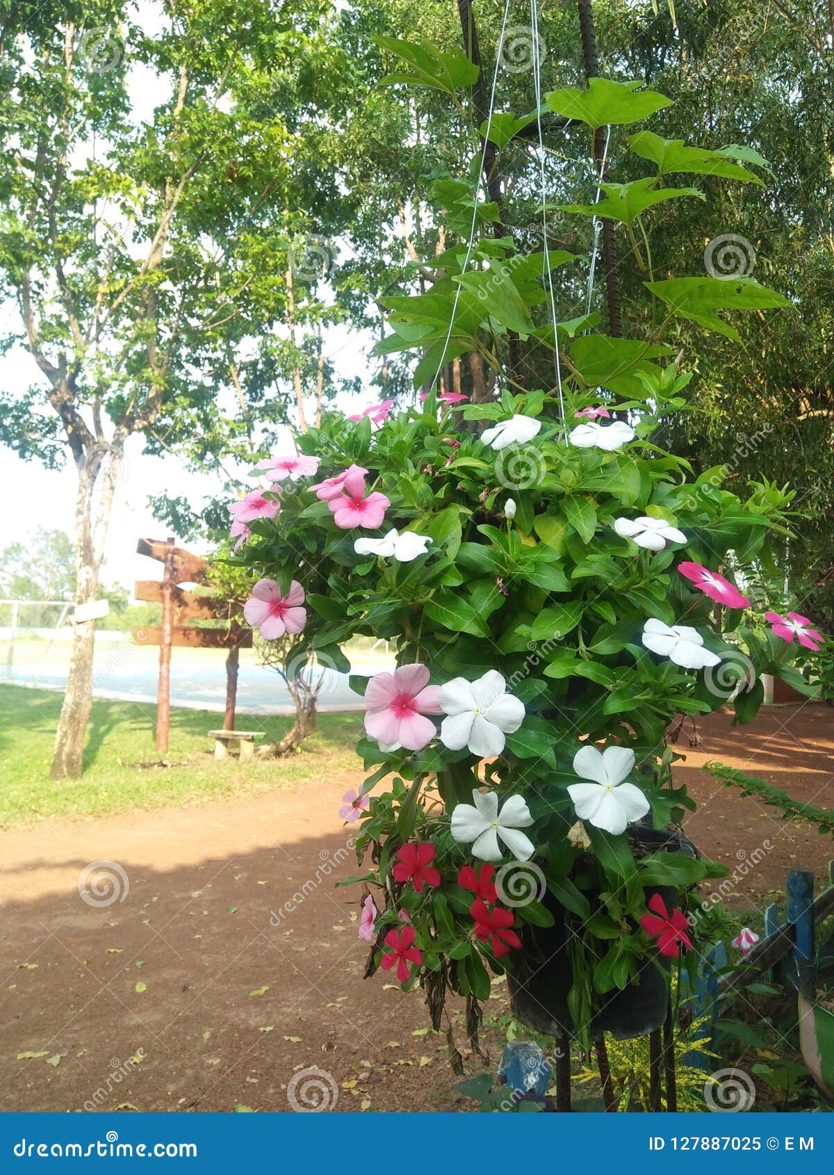 Flowers are always Refreshing Stock Image - Image of refreshing ...