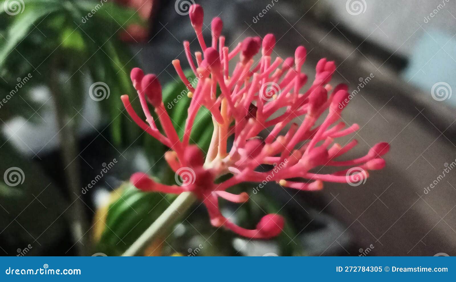 Flowers Resembling Wooden Matches Stock Image - Image of flowers ...