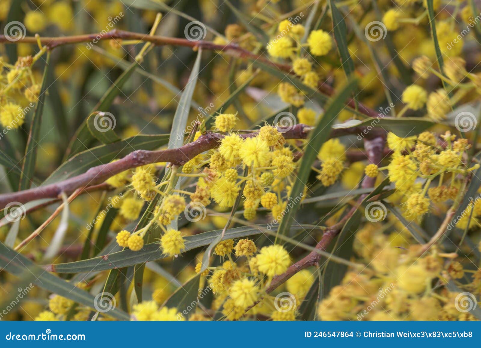 Flowers of a Retinodes Water Wattle, Acacia Retinodes Stock Photo ...
