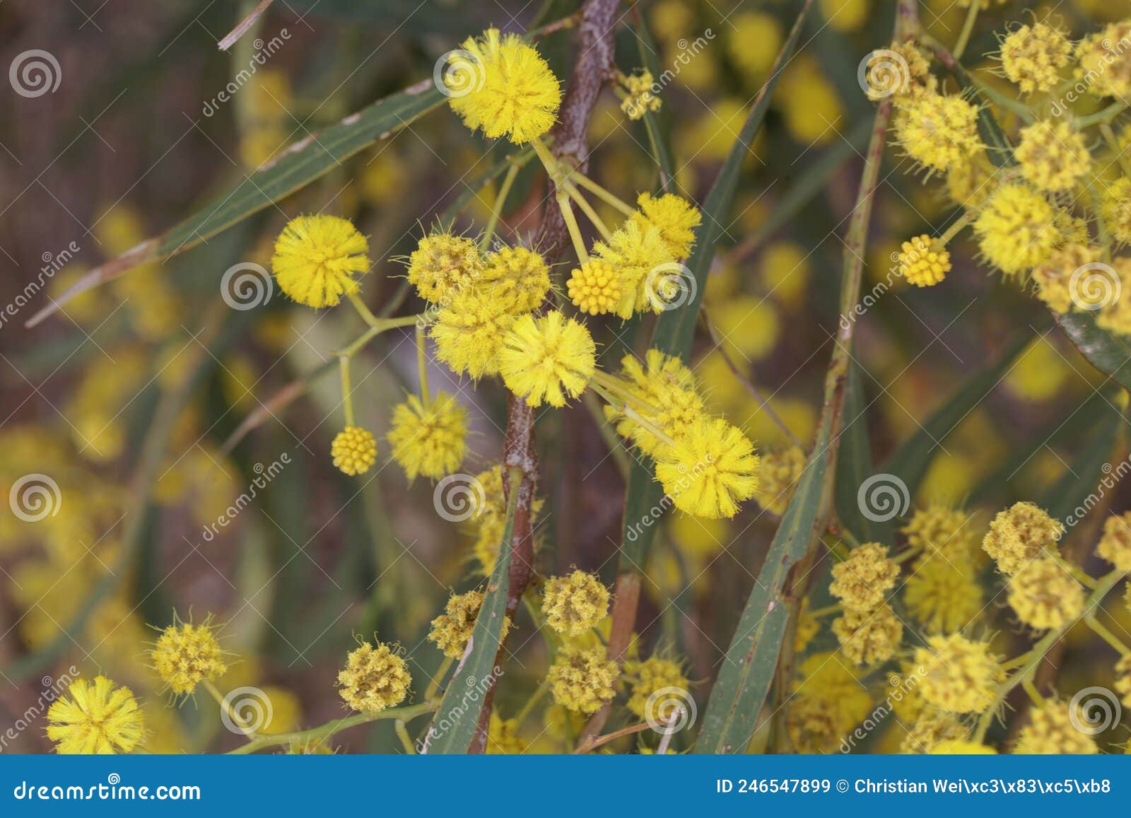 Flowers of a Retinodes Water Wattle, Acacia Retinodes Stock Image ...