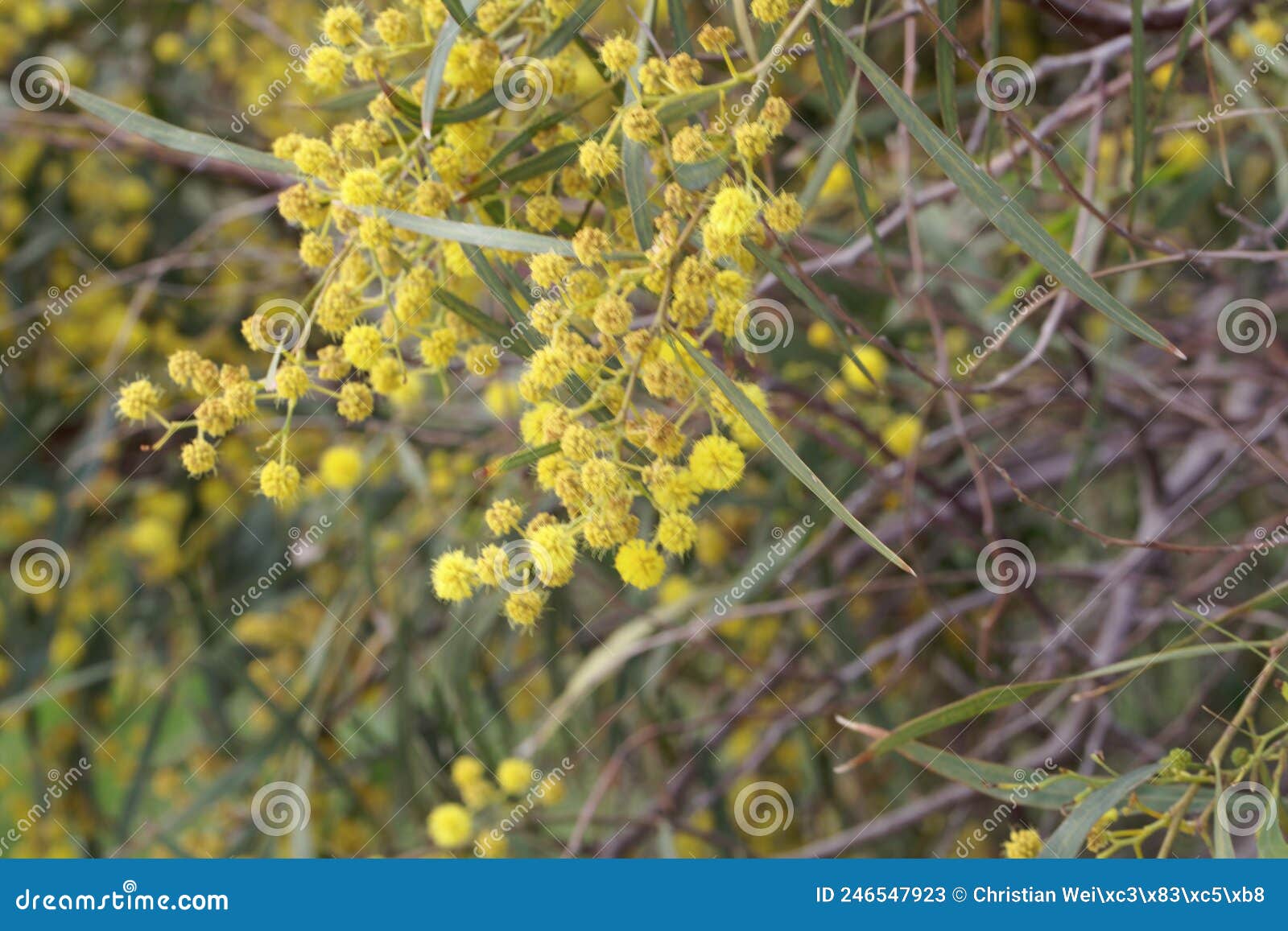 Flowers of a Retinodes Water Wattle, Acacia Retinodes Stock Image ...