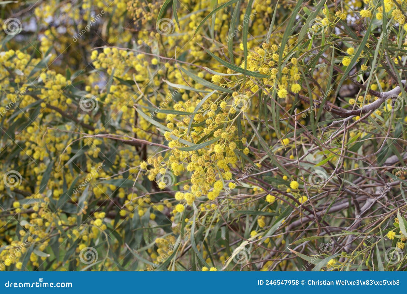 Flowers of a Retinodes Water Wattle, Acacia Retinodes Stock Photo ...