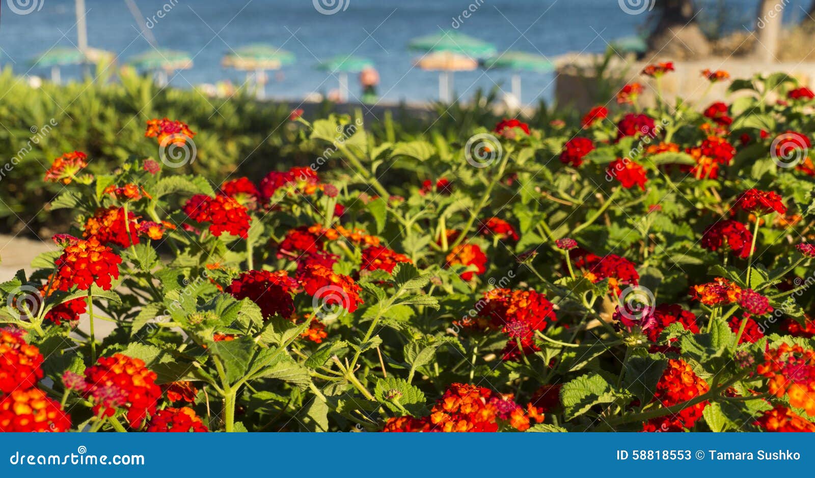 Flowers of Rhodes stock image. Image of green, gardens - 58818553