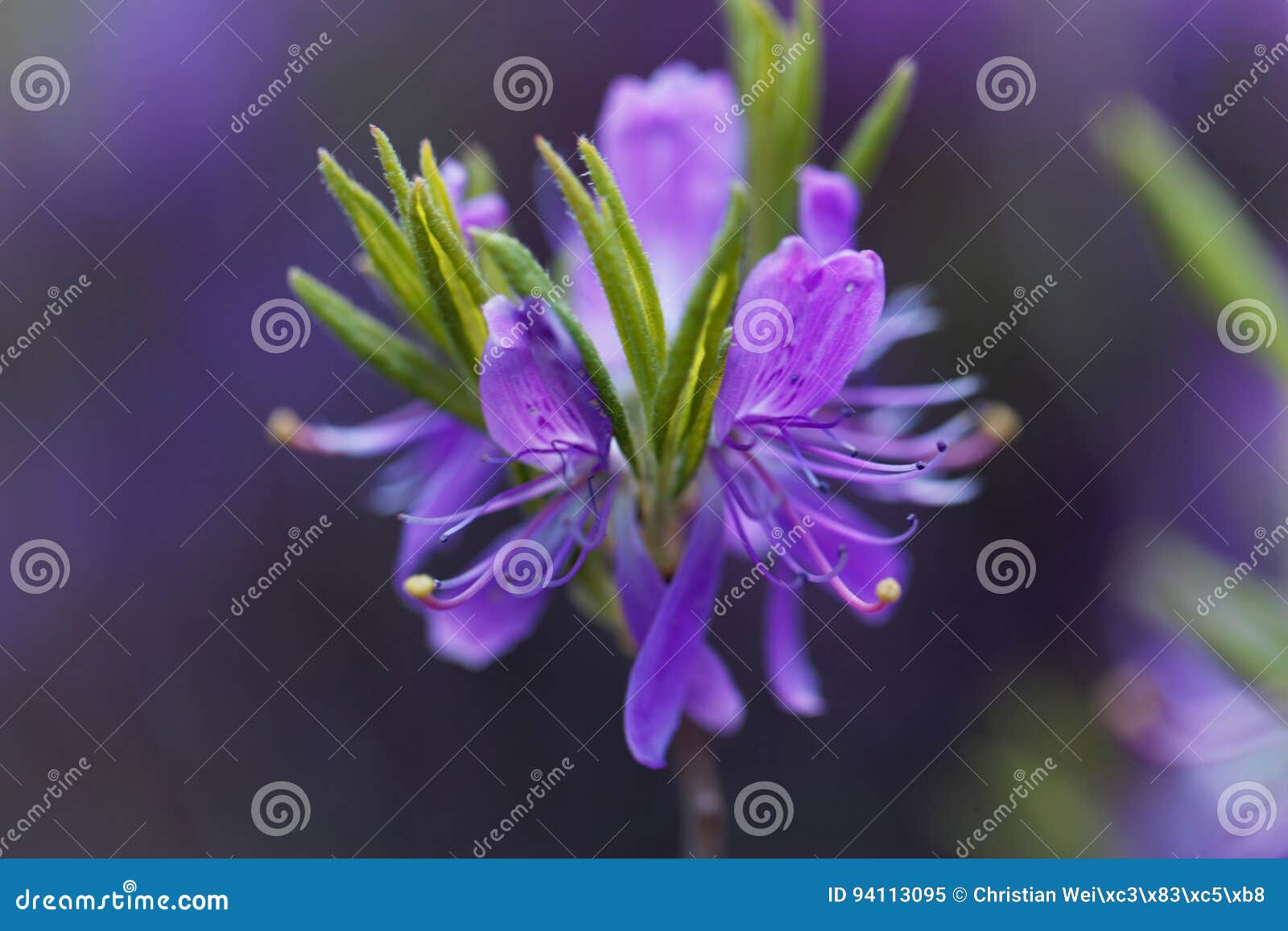 Flowers of a rhodora bush stock image. Image of flowering - 94113095