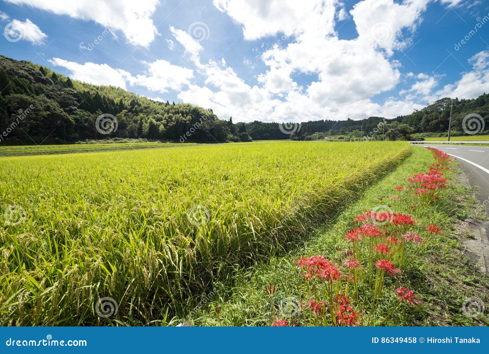 Flowers and rice field stock photo. Image of amaryllis - 86349458