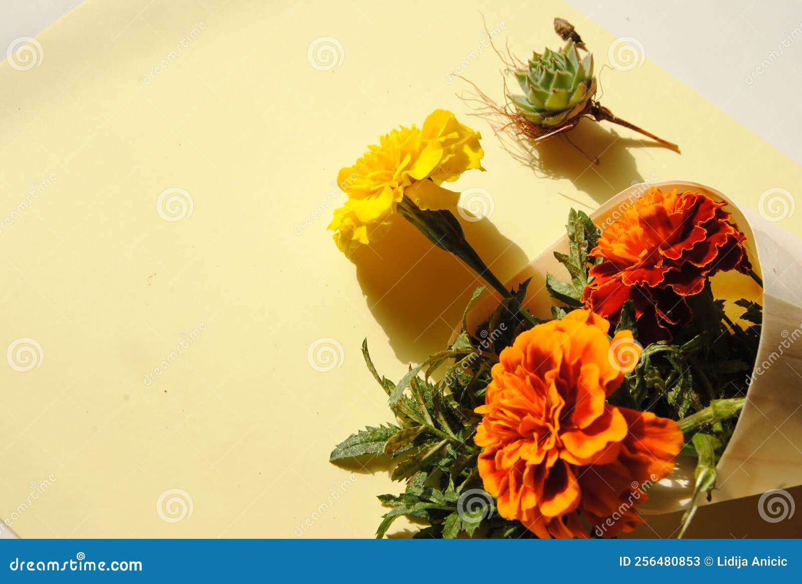 Flowers from right corner stock image. Image of orange - 256480853