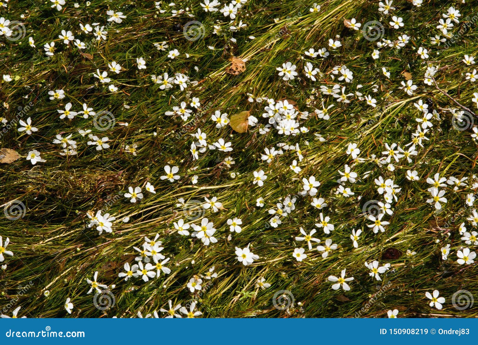 Flowers on the river stock image. Image of season, nature - 150908219