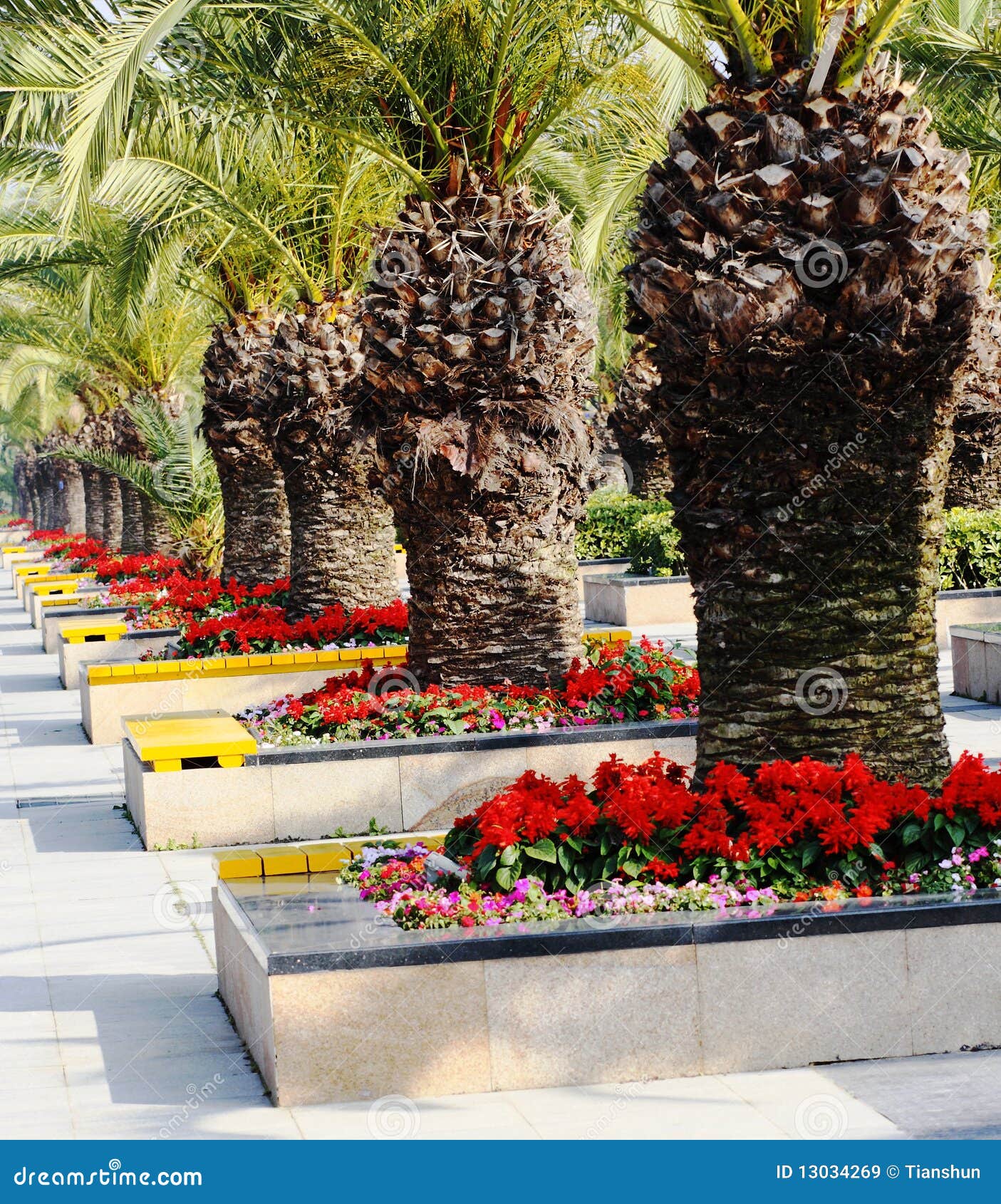 Treeace Stock Photos - Free & Royalty-Free Stock Photos from Dreamstime